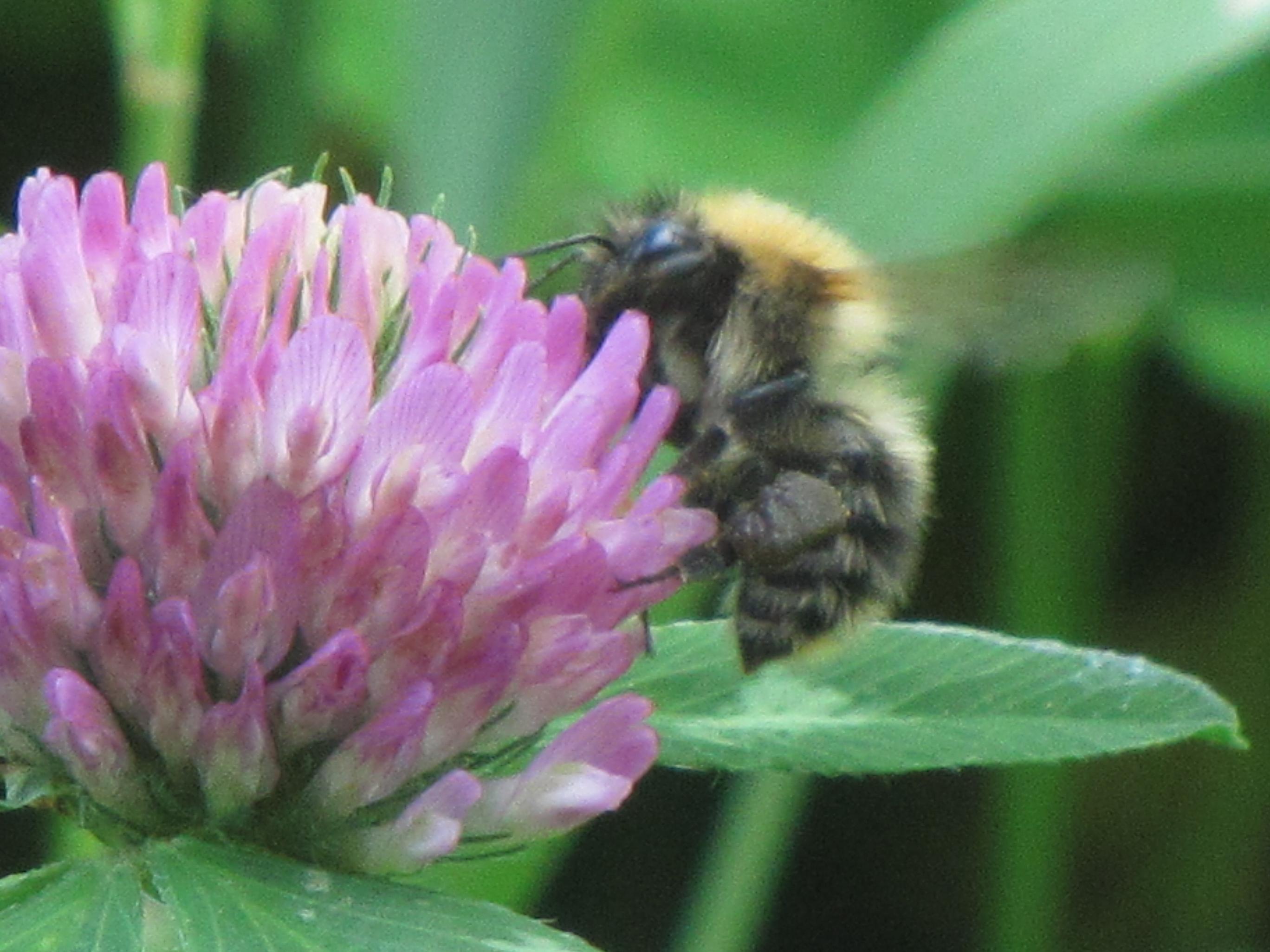 The Importance of "Bee Roads" - Conservation Articles & Blogs - CJ