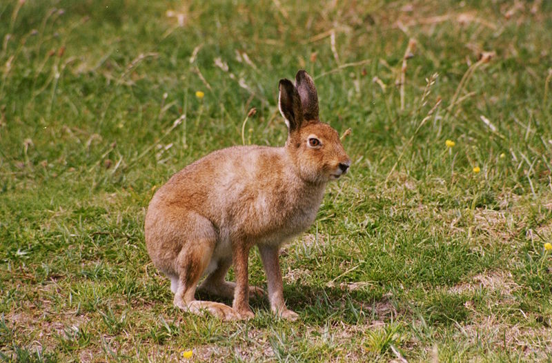 Irish Hare Threatened by Invasion - Conservation Articles & Blogs - CJ