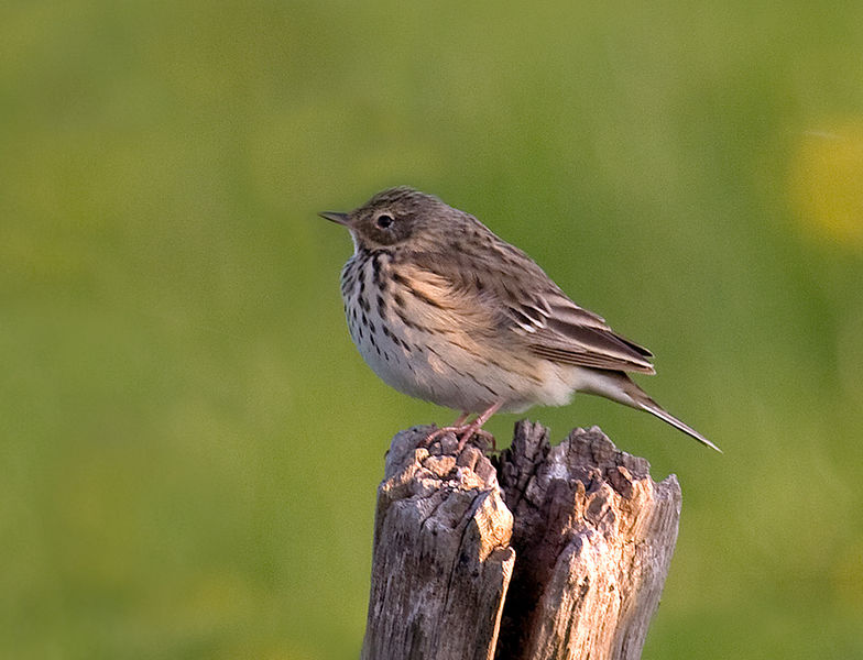 P is for: Pipits - Conservation Articles & Blogs - CJ