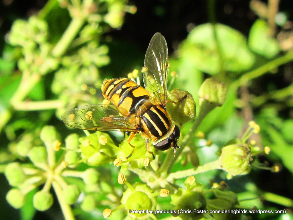 H is for Hoverfly - Conservation Articles & Blogs - CJ