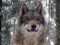 Wolf Reintroduction in Scotland - Conservation Articles & Blogs - CJ