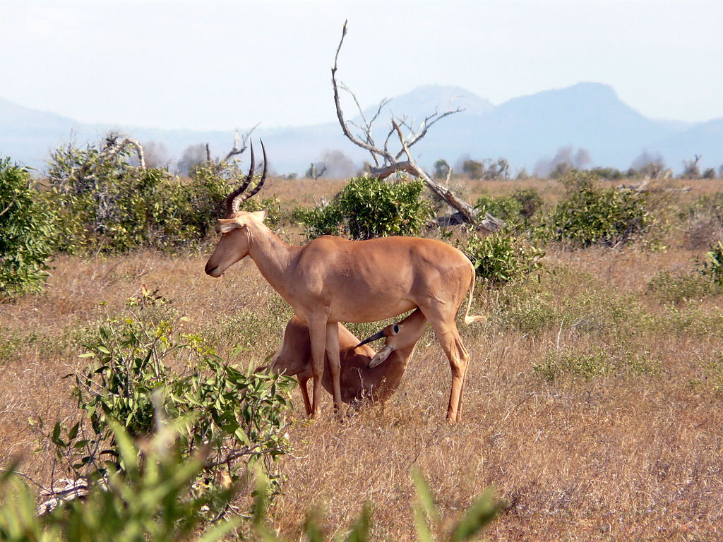 Community Conservation Helps Hirola - Conservation Articles & Blogs - CJ