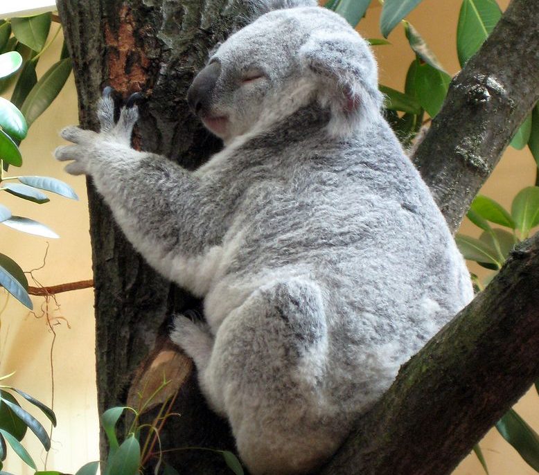 Climate Change Turns Up the Heat on Koalas - Conservation Articles ...