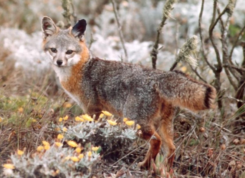 Rapid Recovery of the Island Fox - Conservation Articles & Blogs - CJ