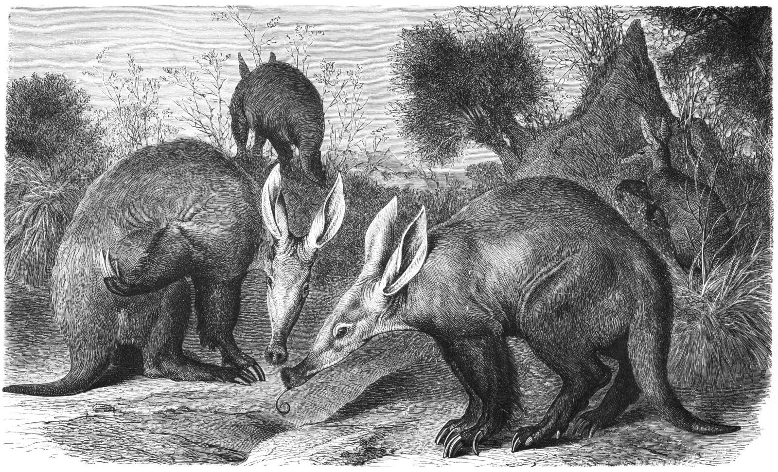 Life Will Be Hard For Aardvarks - Conservation Articles & Blogs - CJ