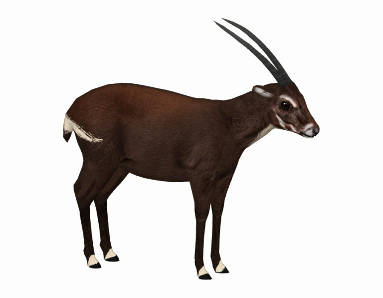 How to save the Saola - Conservation Articles & Blogs - CJ