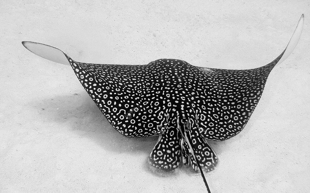Biotelemetry Reveals Behaviour of Rare Eagle Ray - Conservation ...